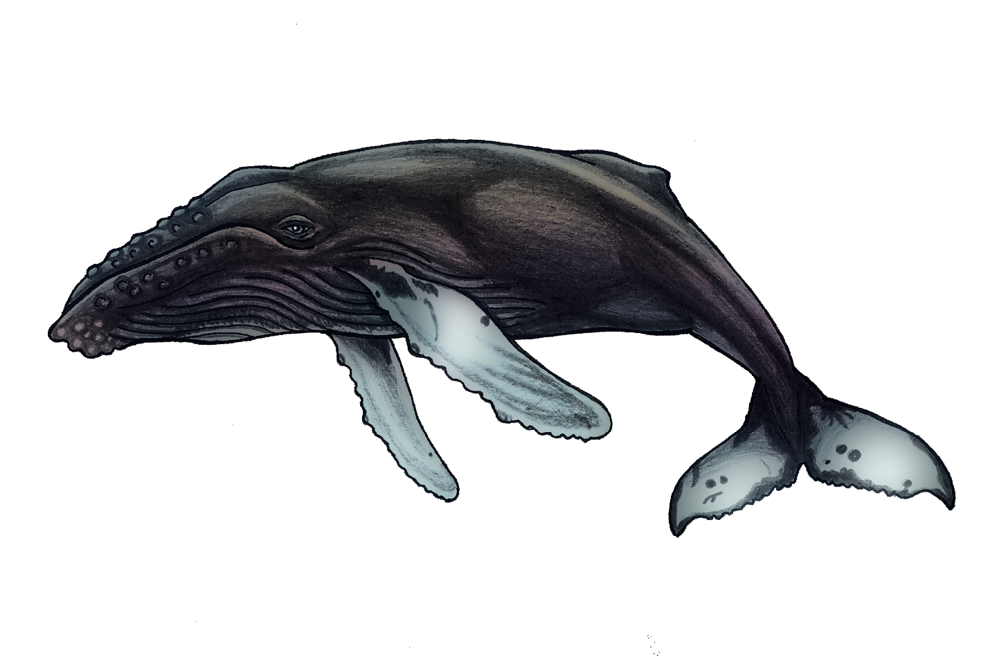 Humpback Whale Sticker – stickersforsustainabilityllc