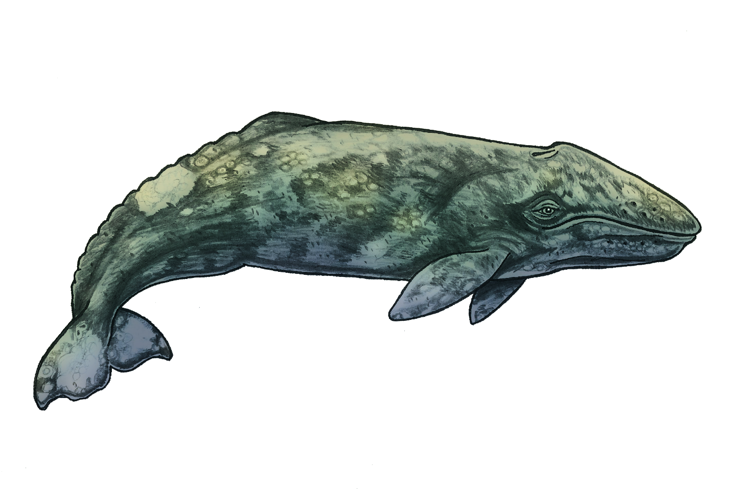 Gray Whale Sticker – stickersforsustainabilityllc